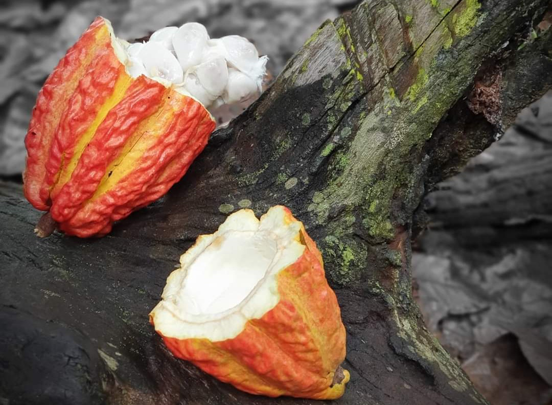 What is Vietnam’s cocoa variety?